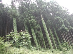 BradTownsend.com - Japan, Summer 2003